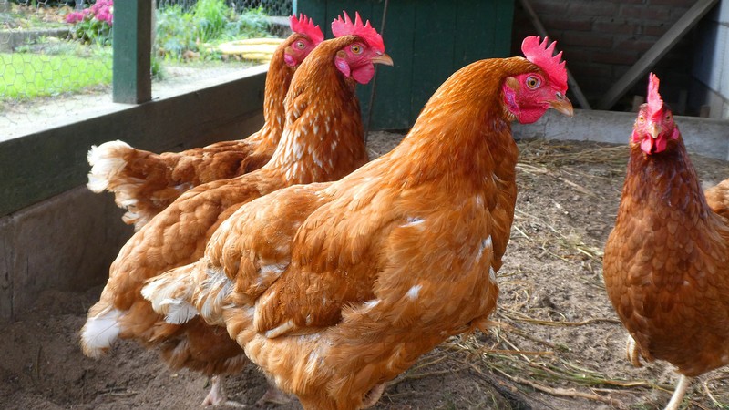 Cracking the Dilemma of Raising Backyard Chickens