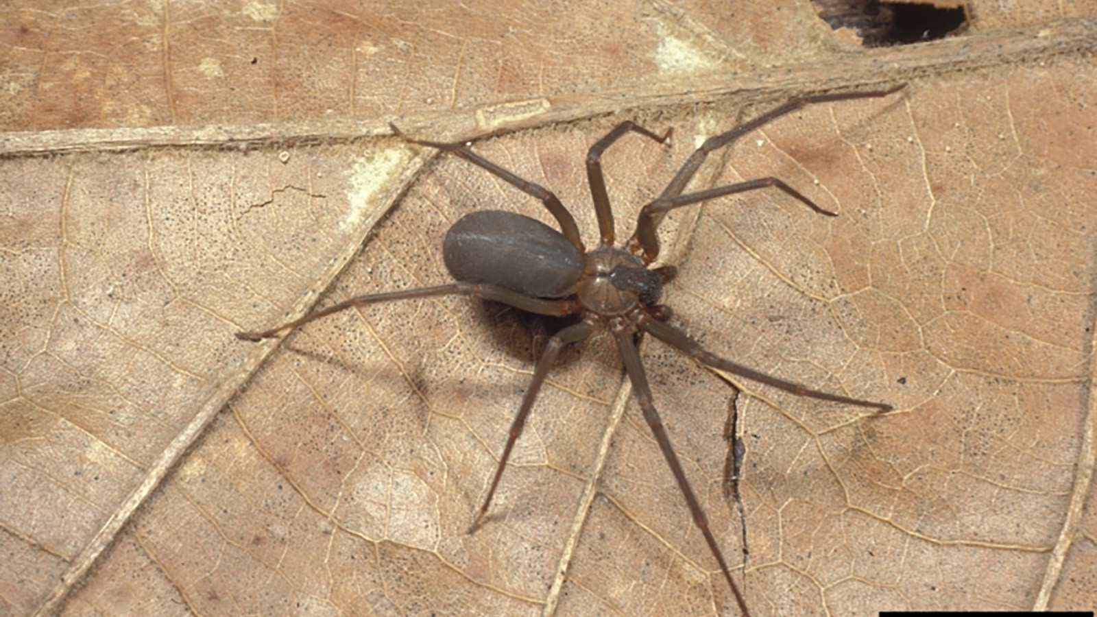 Ask an Expert - Top Three Spooky Spiders in Utah May Not Be So Scary
